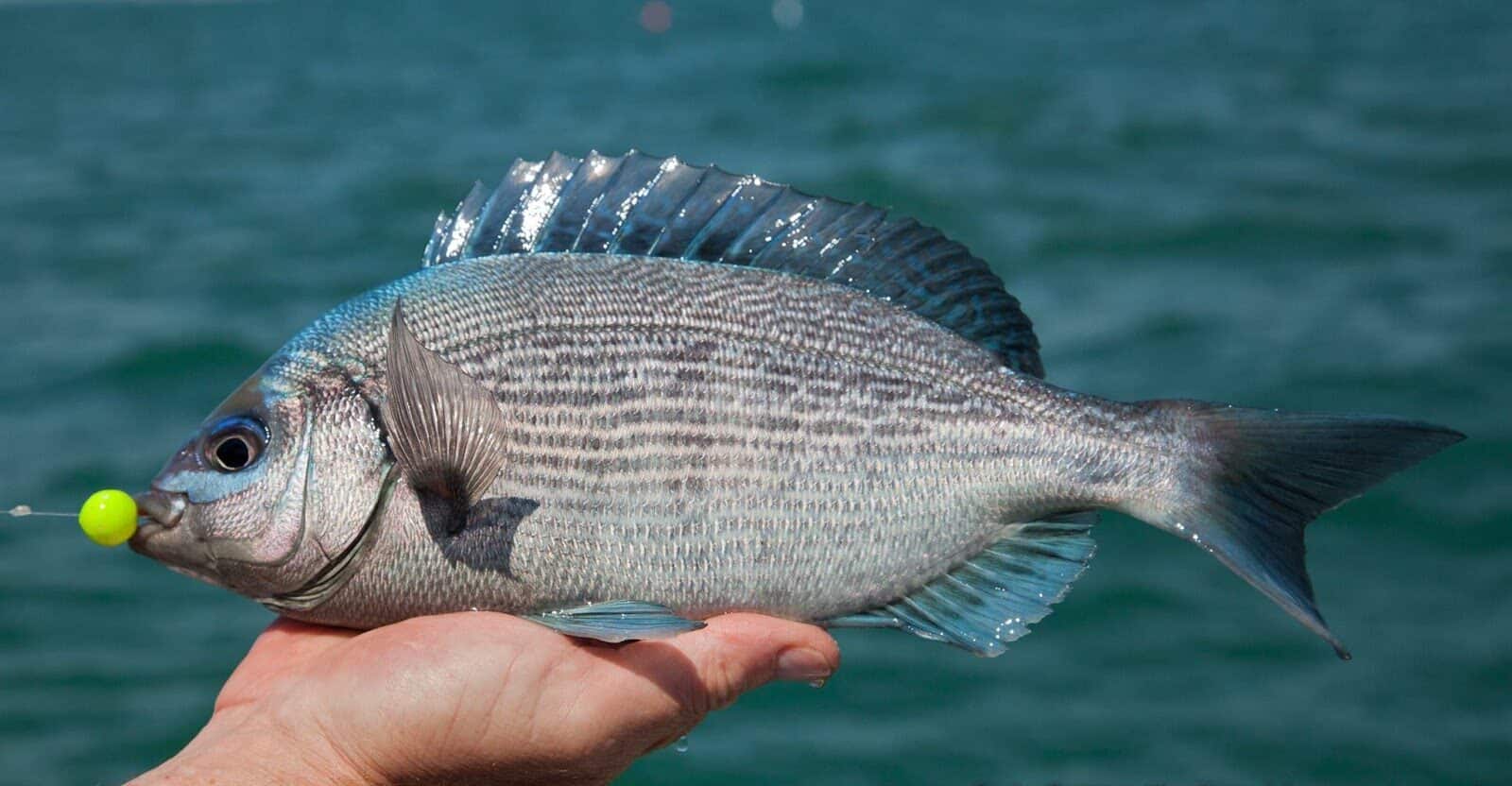 Catch It and Cook It - Black Bream - Grandads Cookbook