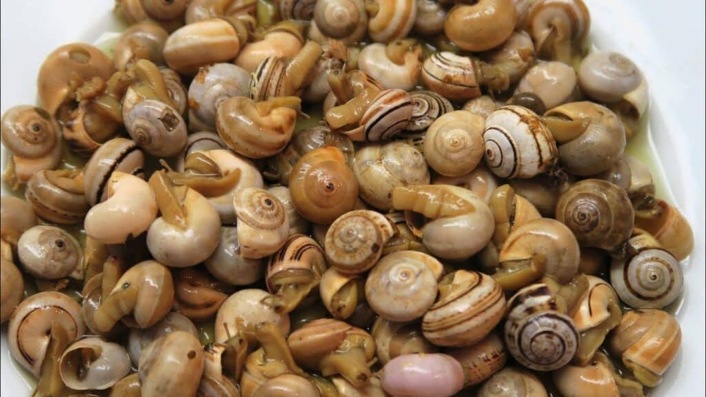 Edible Snails - Helix Aspersa - Grandads Cookbook