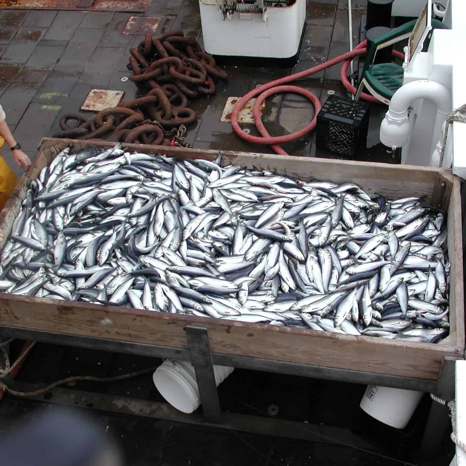 Herring - Catch It and Cook It - Grandads Cookbook