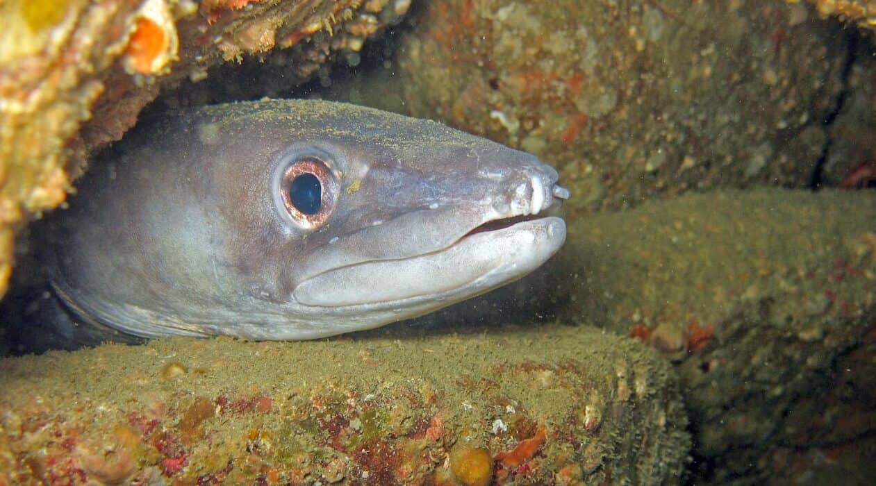 Conger Eel Catch It And Cook It Grandads Cookbook