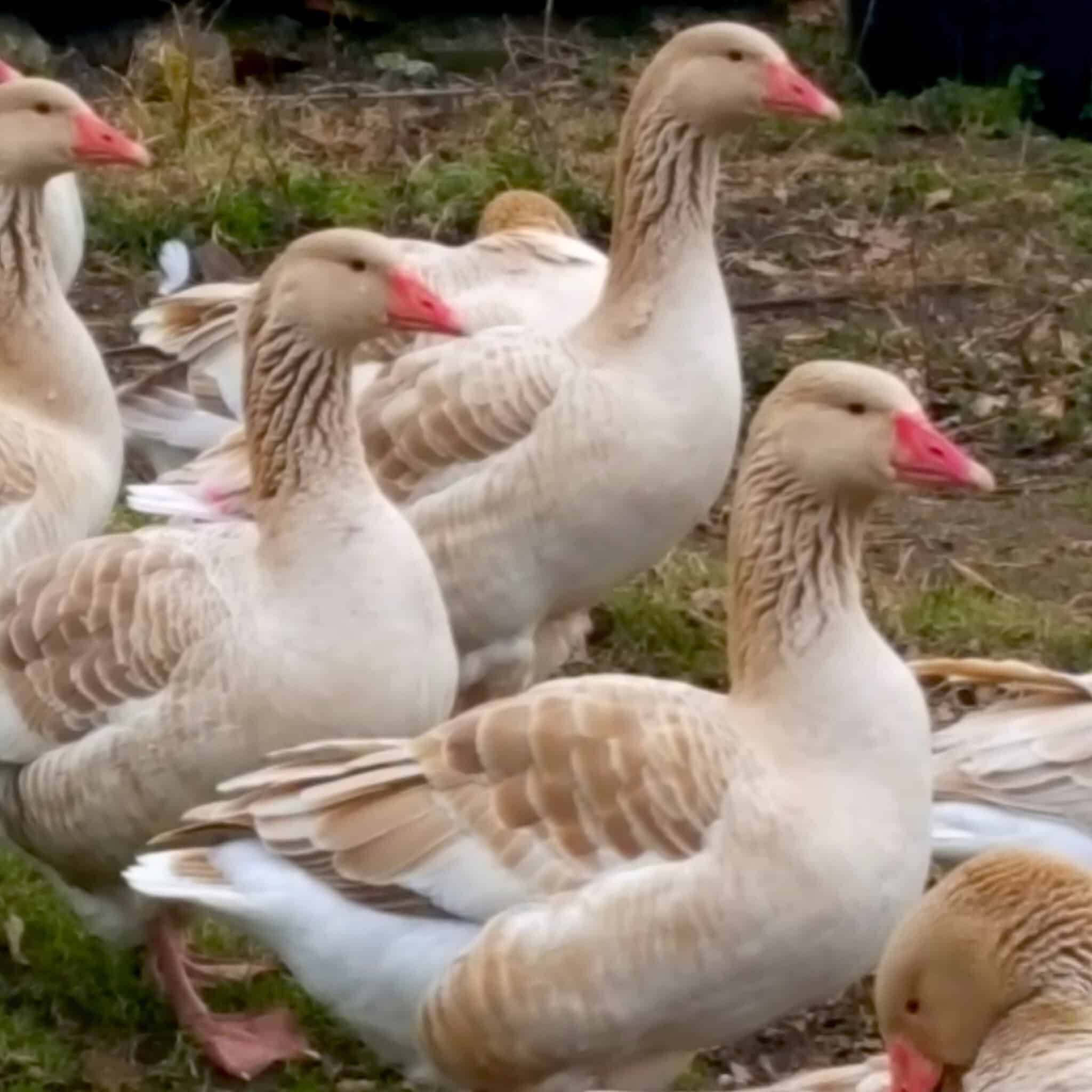 Goose or Turkey for Christmas Dinner? - Grandads Cookbook