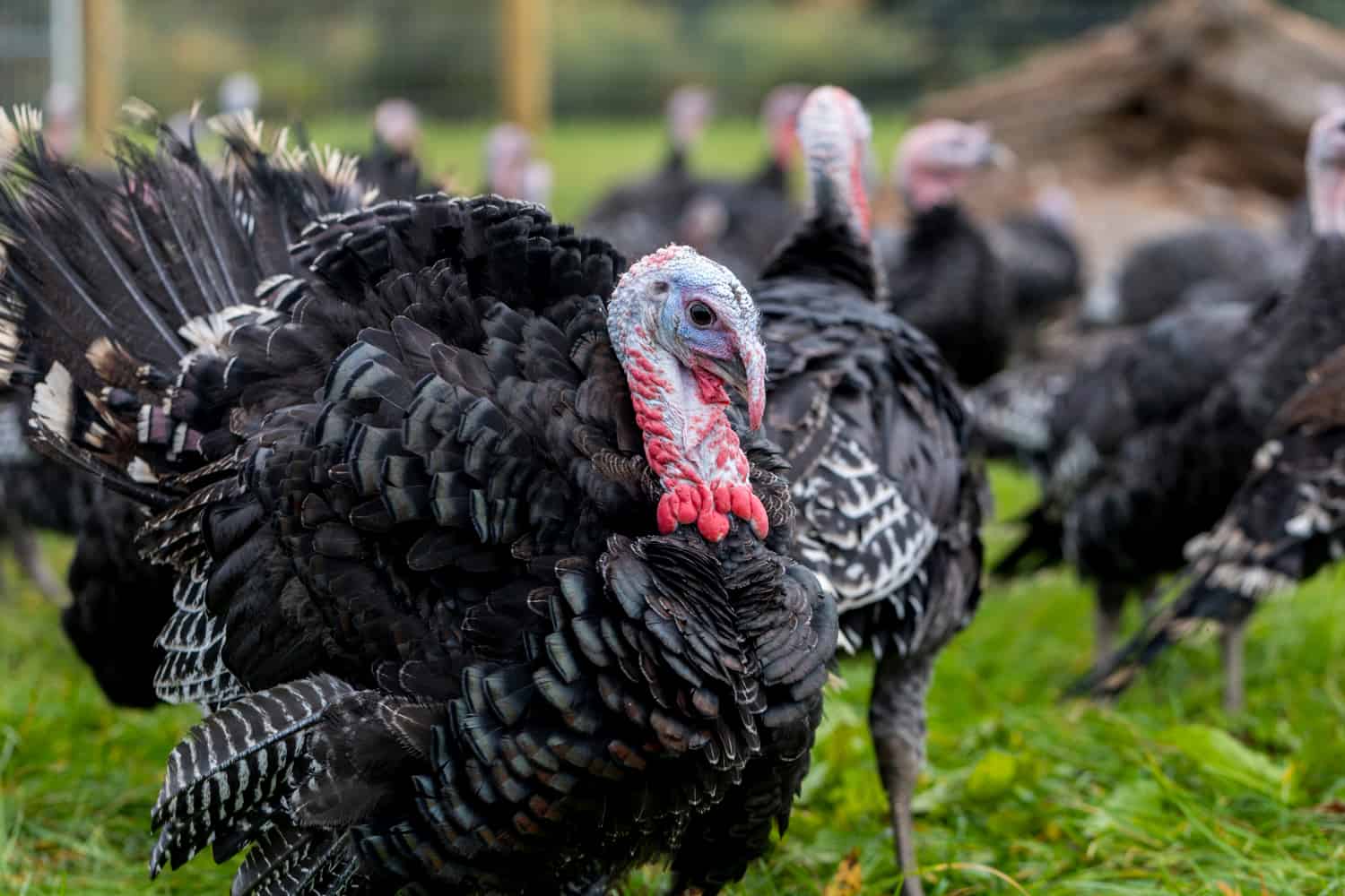 Goose or Turkey for Christmas Dinner? - Grandads Cookbook